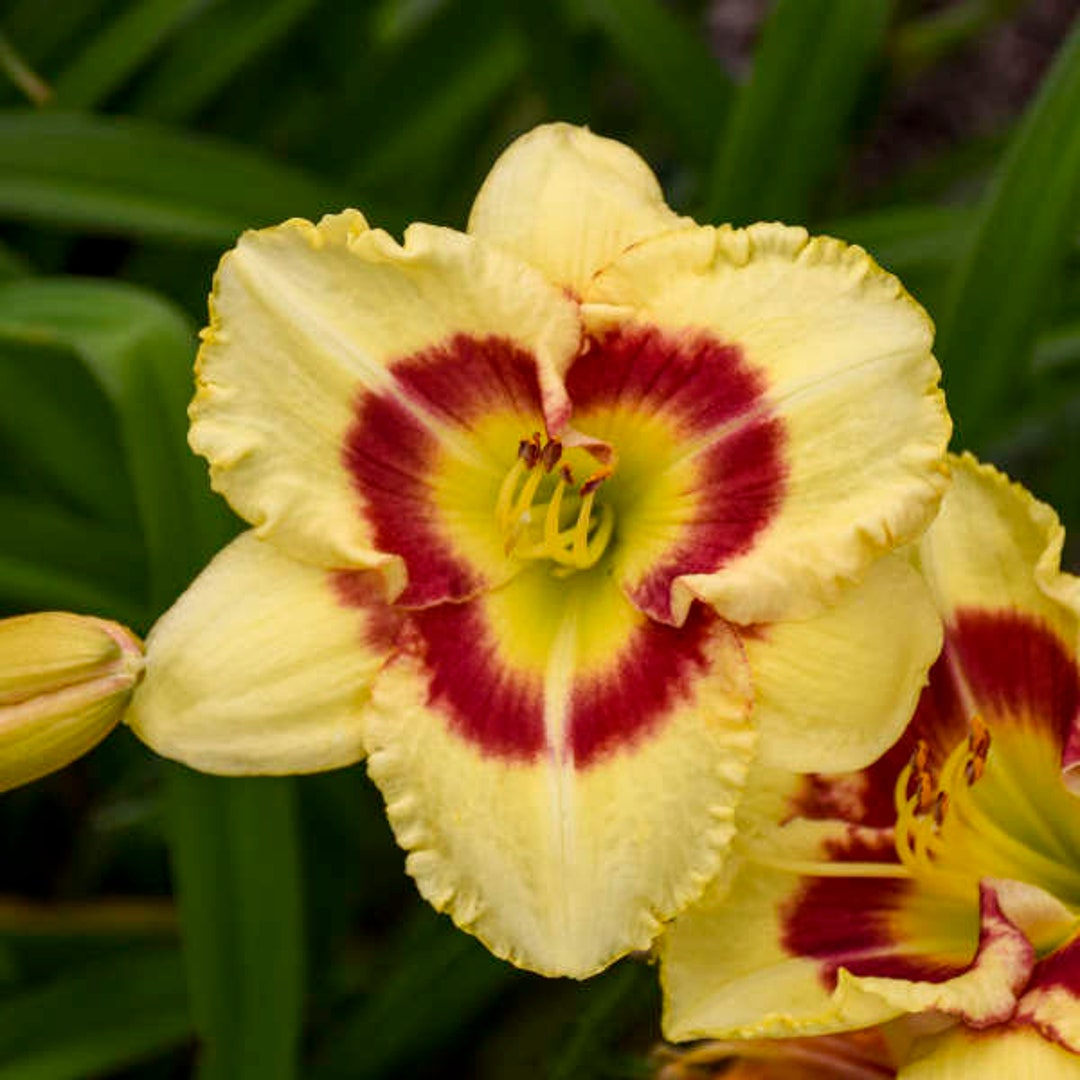 Daylily 'monterrey Jack Yellow Flower With Raspberry Red Eye Daylily ...