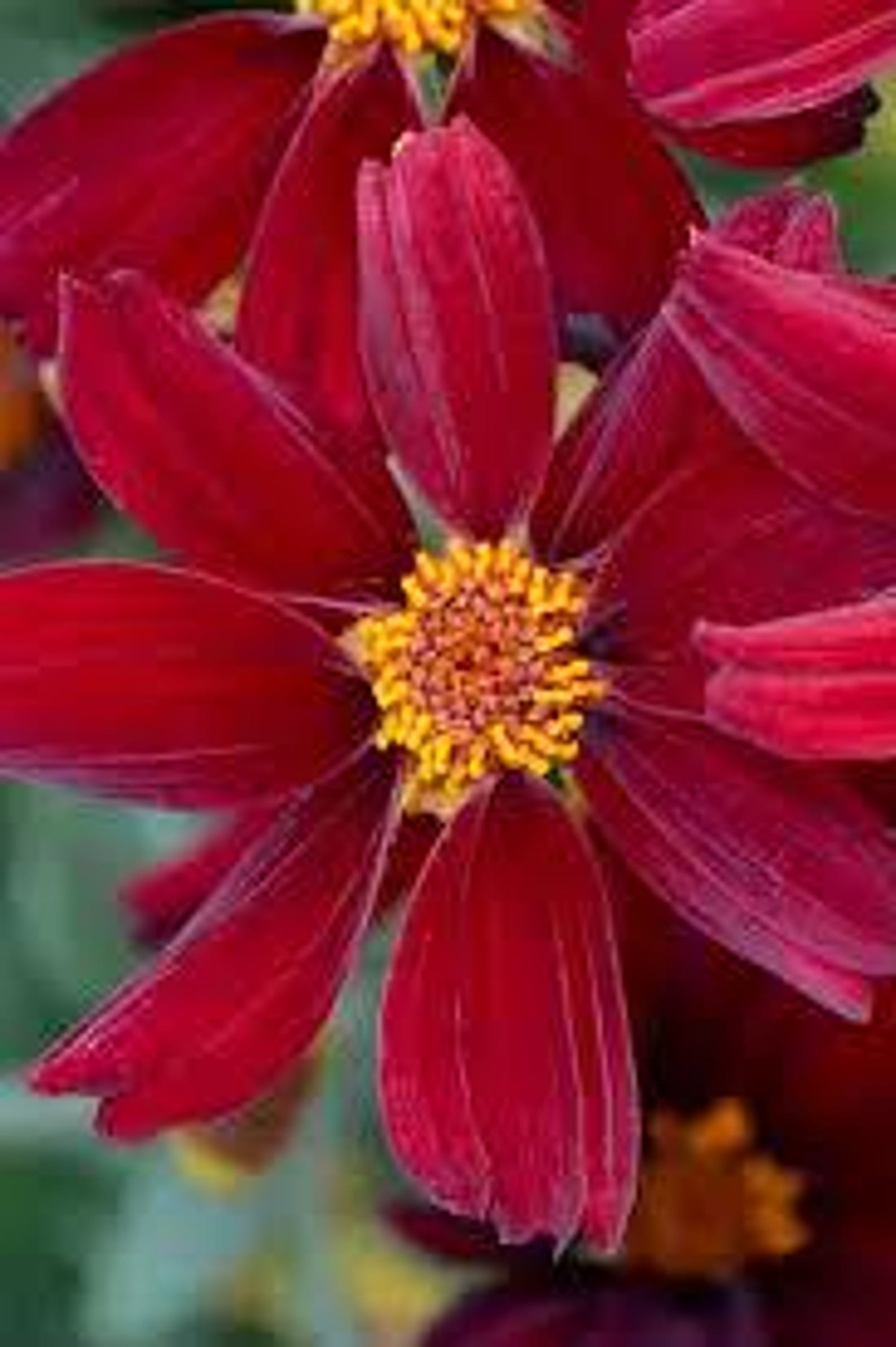 Tickseed ‘red Satin’ Vibrant, Deep Ruby Red Flowers Atop Threadlike ...
