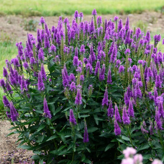 Purple Spike Perennial Flowers