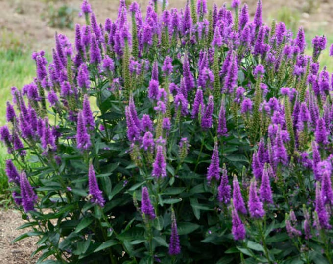 Speedwell ‘very Van Gogh’ -long Spike Purple Flowers - Veronica ...