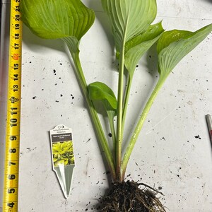 Hosta 'sum and Substance' - the BIGGEST Hosta! HUGE 16"+ Leaves ...