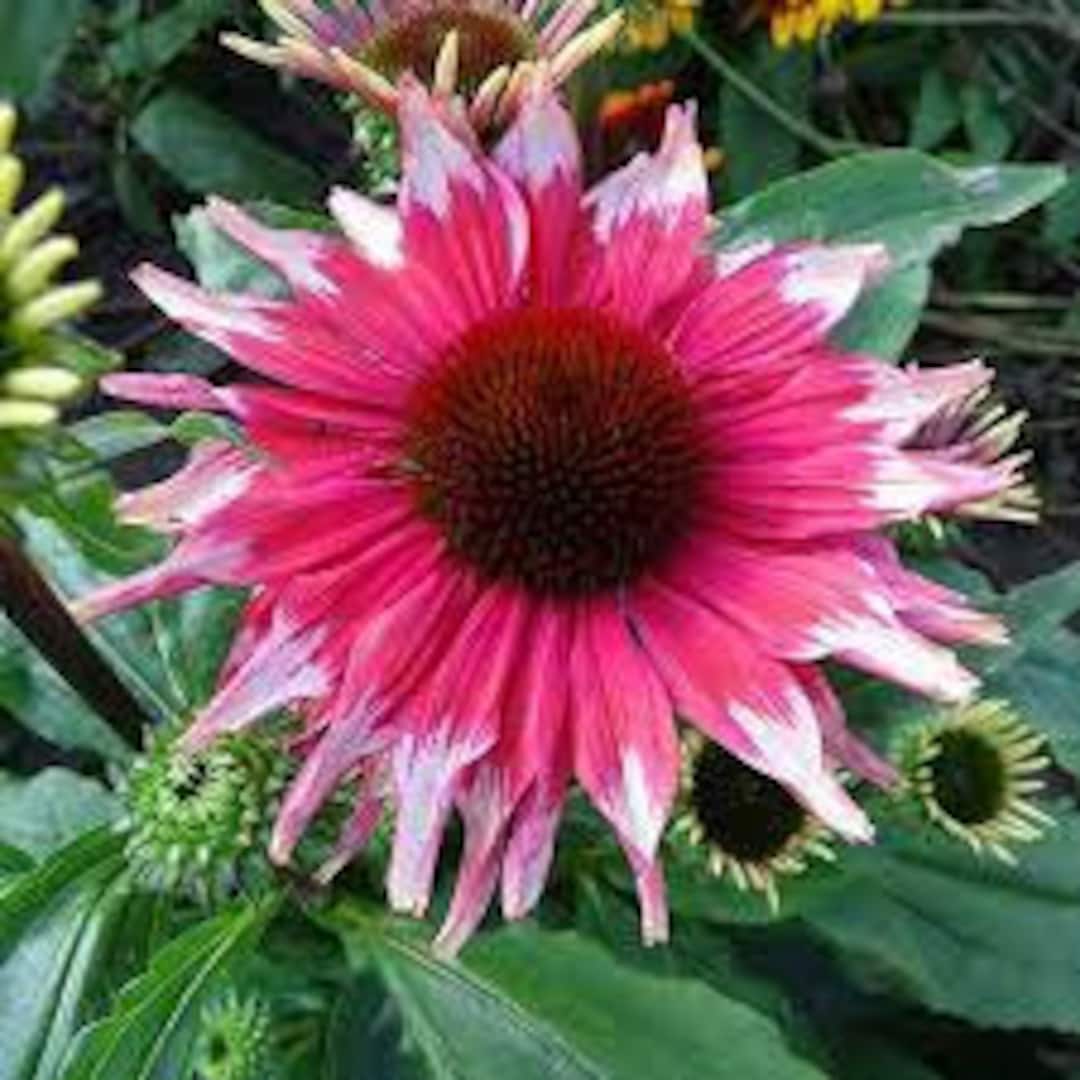 Coneflower ‘playful Meadow Mama’ - Raspberry Pink Flowers With White ...