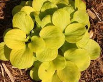 Miniature School Mouse Hosta. Super Plant. Loves Sun. Perfect for Front ...