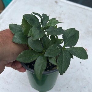 Lenten Rose confetti Cake double White Flowers With Burgundy Speckling ...