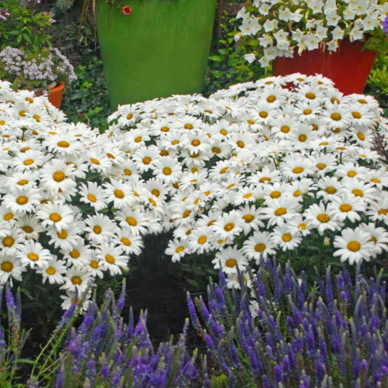 Daisy and Button - Etsy