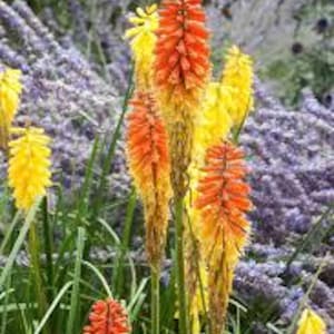 Red Hot Poker ‘flamenco Mix’ - Tall Flower Spikes of Mixed Colors Coral ...