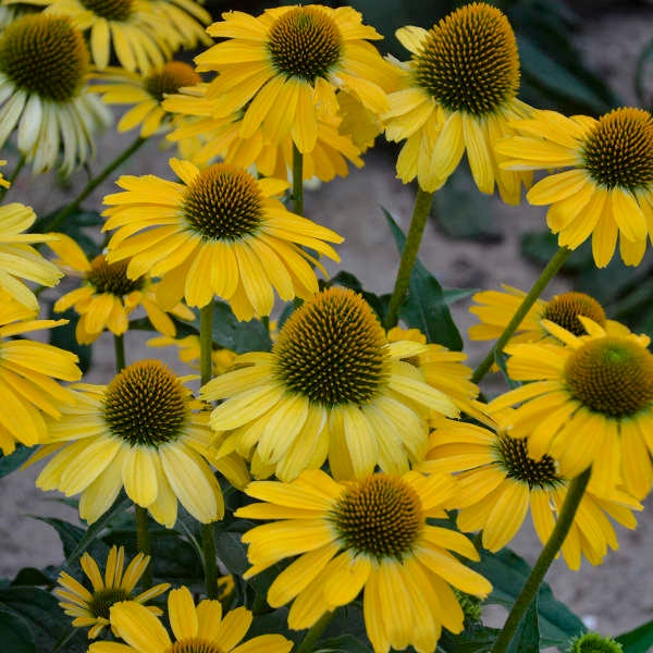 Yellow Coneflower - Etsy