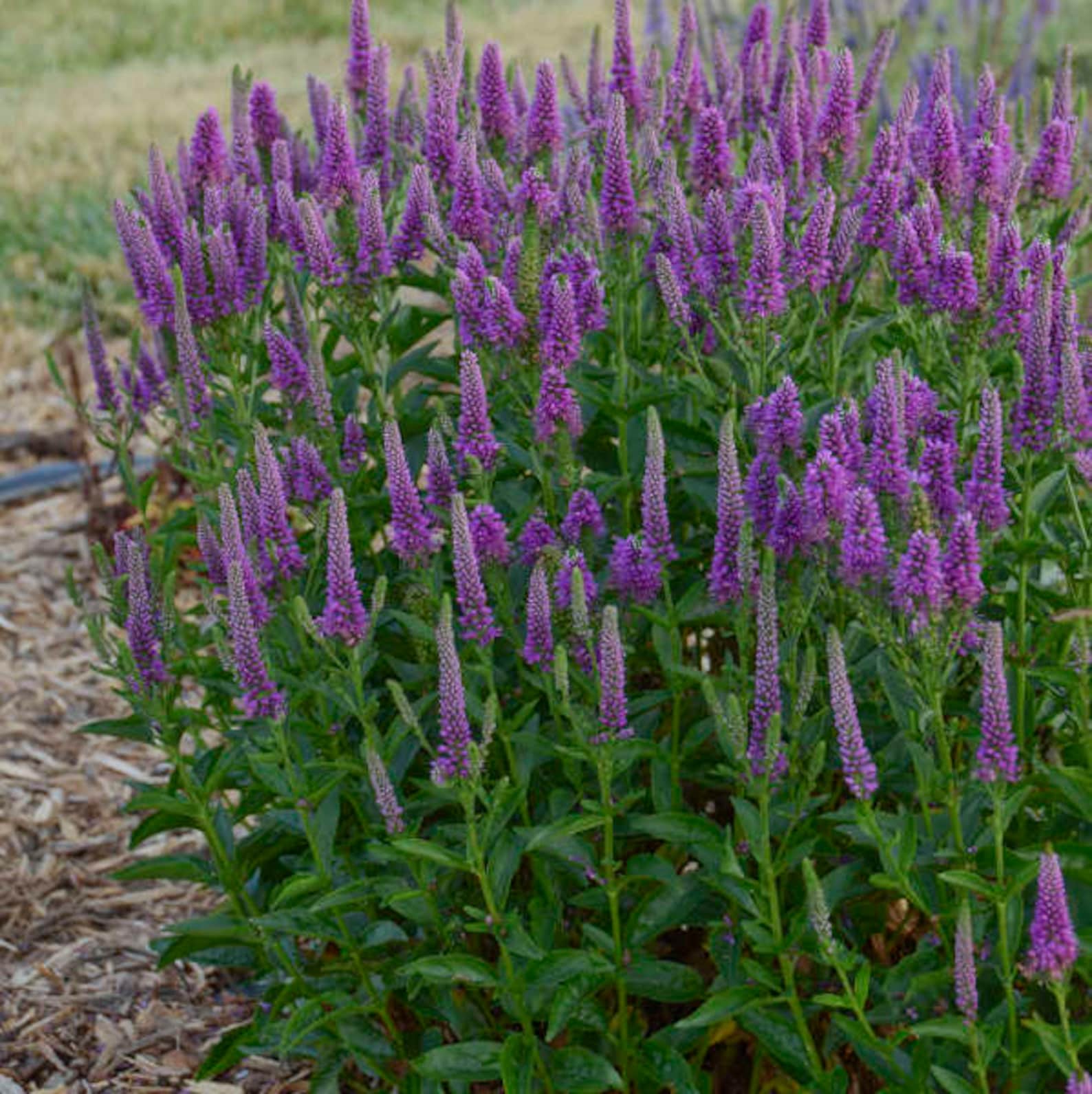 Speedwell ‘very Van Gogh’ Deep Fuchsia-purple Paintbrush-like Flowers ...