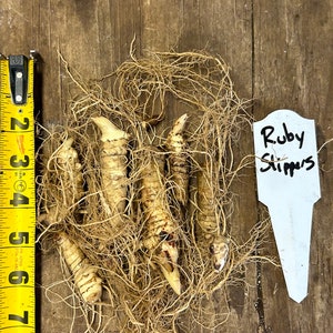 Solomon’s Seal 'ruby Slipper’s' - Dainty, White Bell Flowers Held on ...