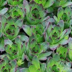 Hen and Chicks pluto' Apple-green Leaves Tipped in Deep Maroon ...