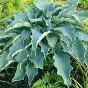 Hosta ‘tears in Heaven’ - Heavily Ruffled Intense Blue Pointed Leaves ...
