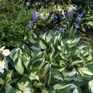 Hosta ‘fire & Ice’- Upright Twisted Leaves With White Centers Dark ...