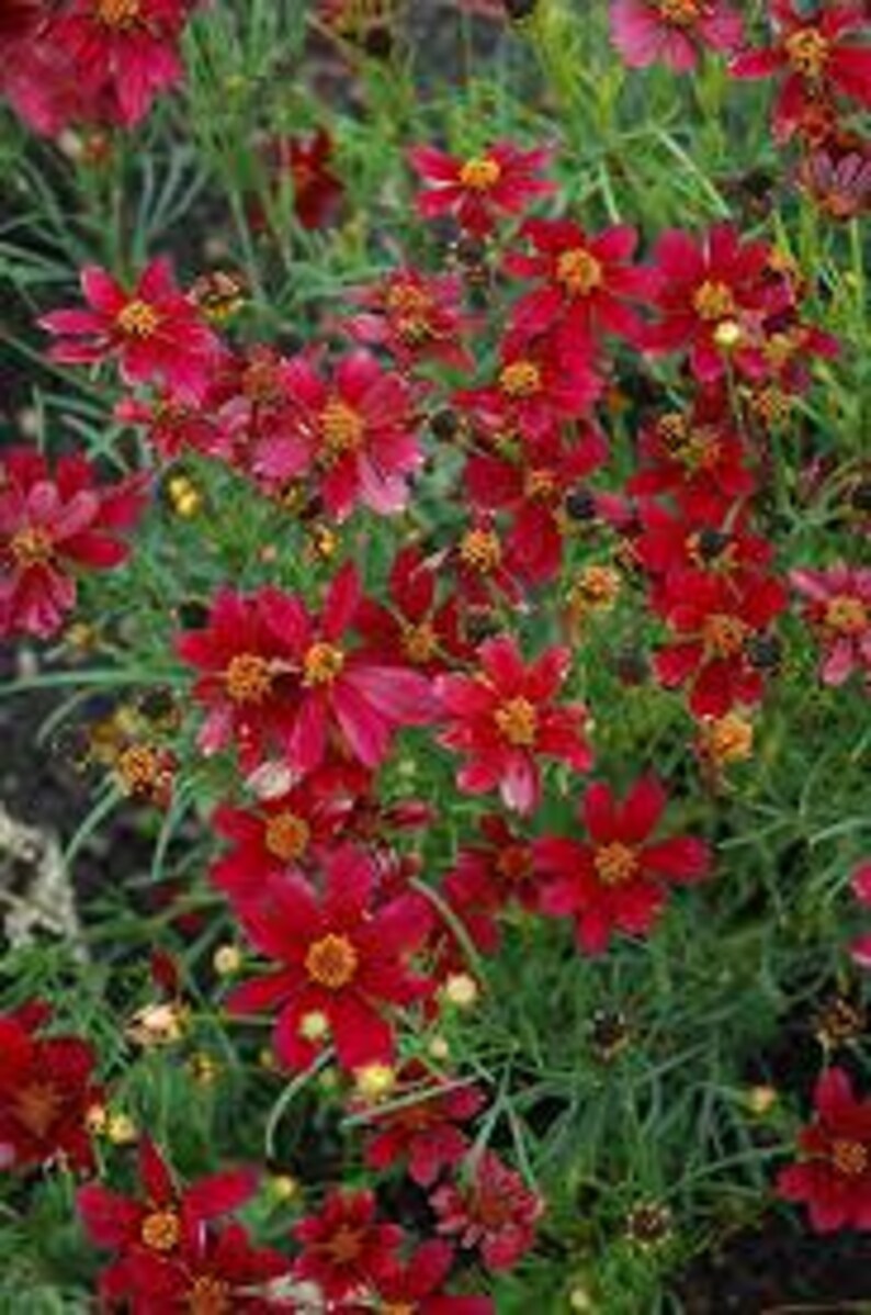 Tickseed ‘red Satin’ Vibrant, Deep Ruby Red Flowers Atop Threadlike ...