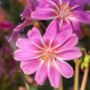 Bitterroot 'rainbow Mix' - Mix of Flower Colors, Native Succulent ...