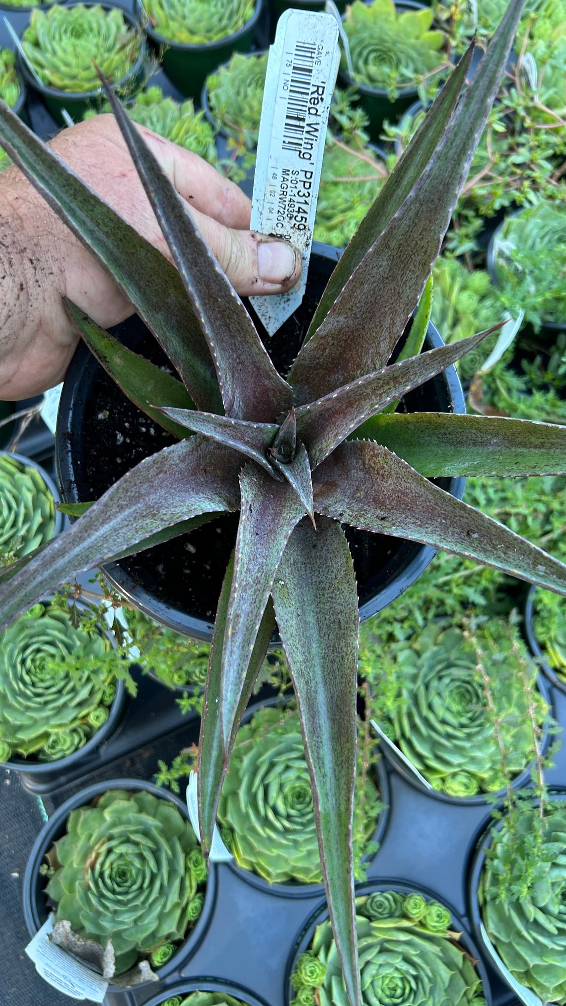 Mangave ‘red Wing’ Multicolored Bright Red Variegated Leaves With ...