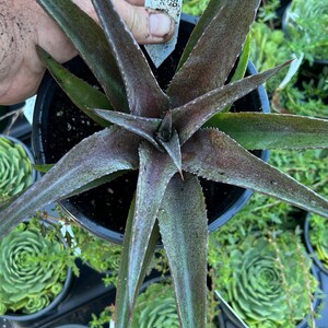 Mangave ‘red Wing’- Large, Broad, Stiff, Upright Multicolored Red ...