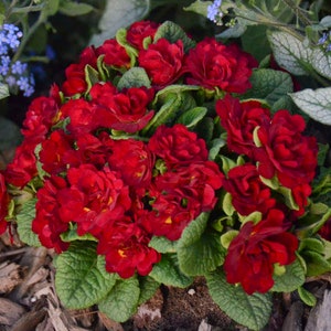 Primrose 'valentine’ Has Multi Flushes of Large, Rose Like Fragrant ...
