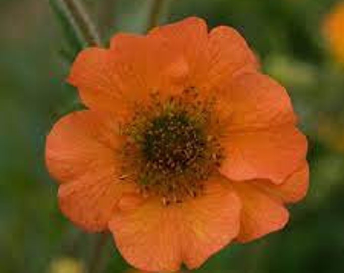 Geum geum Chiloense Mrs. Bradshaw 25 Seeds - Etsy