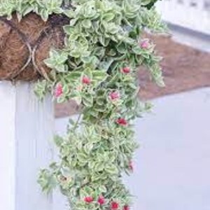 Livingstone Daisy- 'mezoo Trailing Red' - Bright Creamy White ...