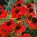 Coneflower 'salsa Red Sombero’ Sunning, Dark Red Flowers, Dark Cone ...