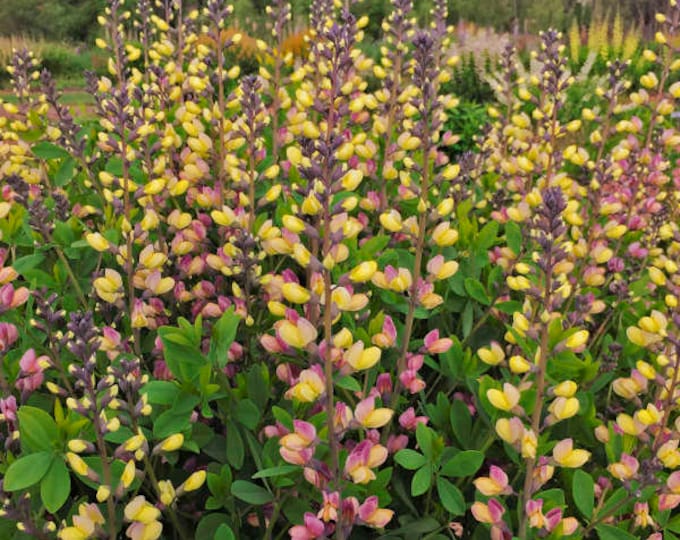 False Indigo pink Lemonadeunique Bicolor Pink/yellow Flowers on a ...