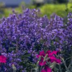 Catmint ‘purrisan Blue’ - Periwinkle Blue Flowers, Dark Purple Calyxes ...