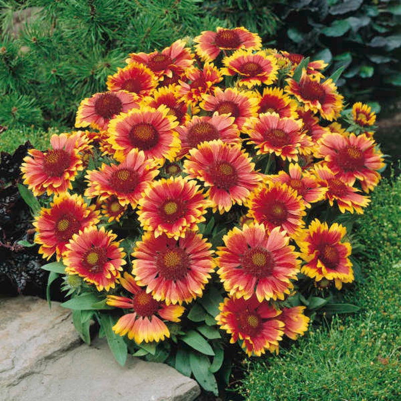 Blanket Flower ‘arizona Sun’ Orange-red Flowers With a Ring of Flame ...