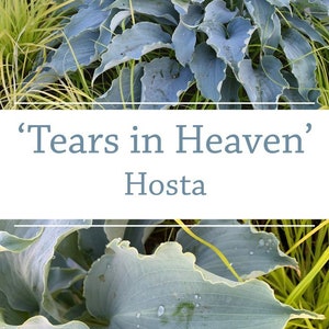 Hosta ‘tears in Heaven’ - Heavily Ruffled Intense Blue Pointed Leaves ...