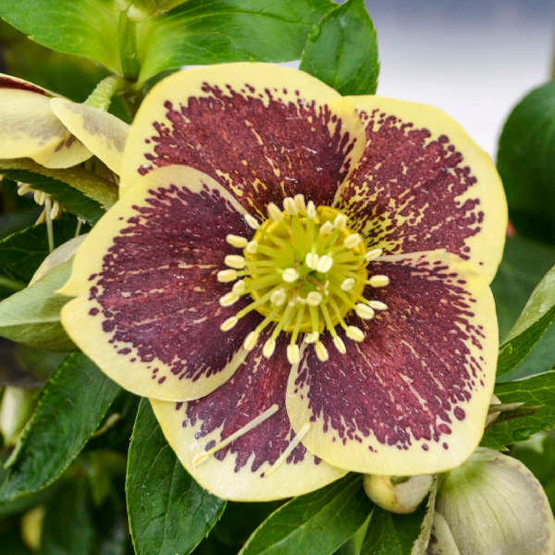 Lenten Rose ‘rio Carnival’ - Single Yellow Flowers With Burgundy Red ...