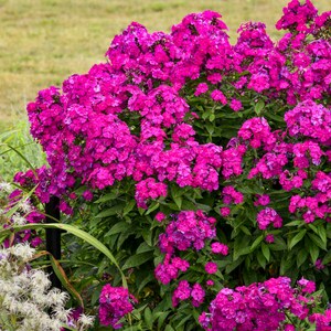 Phlox Tall Garden ‘ultraviolet’ -fragrant Illuminating Magenta Violet ...