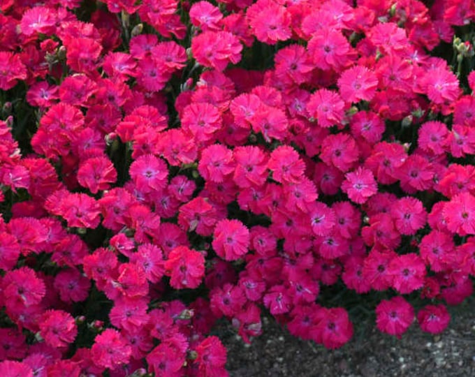 Cheddar Pink Dianthus Flower Seeds/gratianopolitanus/perennial 50+ - Etsy