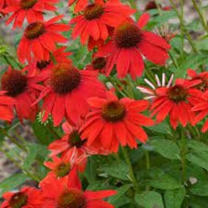 Coneflower 'salsa Red Sombero’ Sunning, Dark Red Flowers, Dark Cone ...