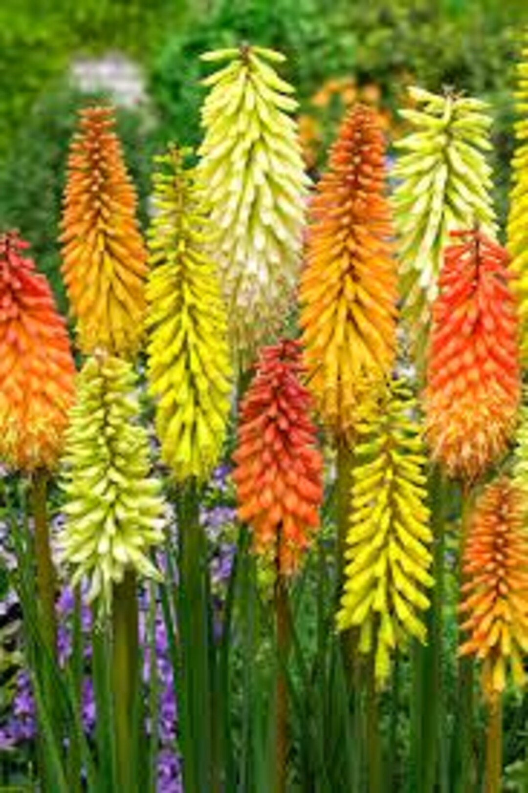 Red Hot Poker ‘flamenco Mix’ - Tall Flower Spikes of Mixed Colors Coral ...