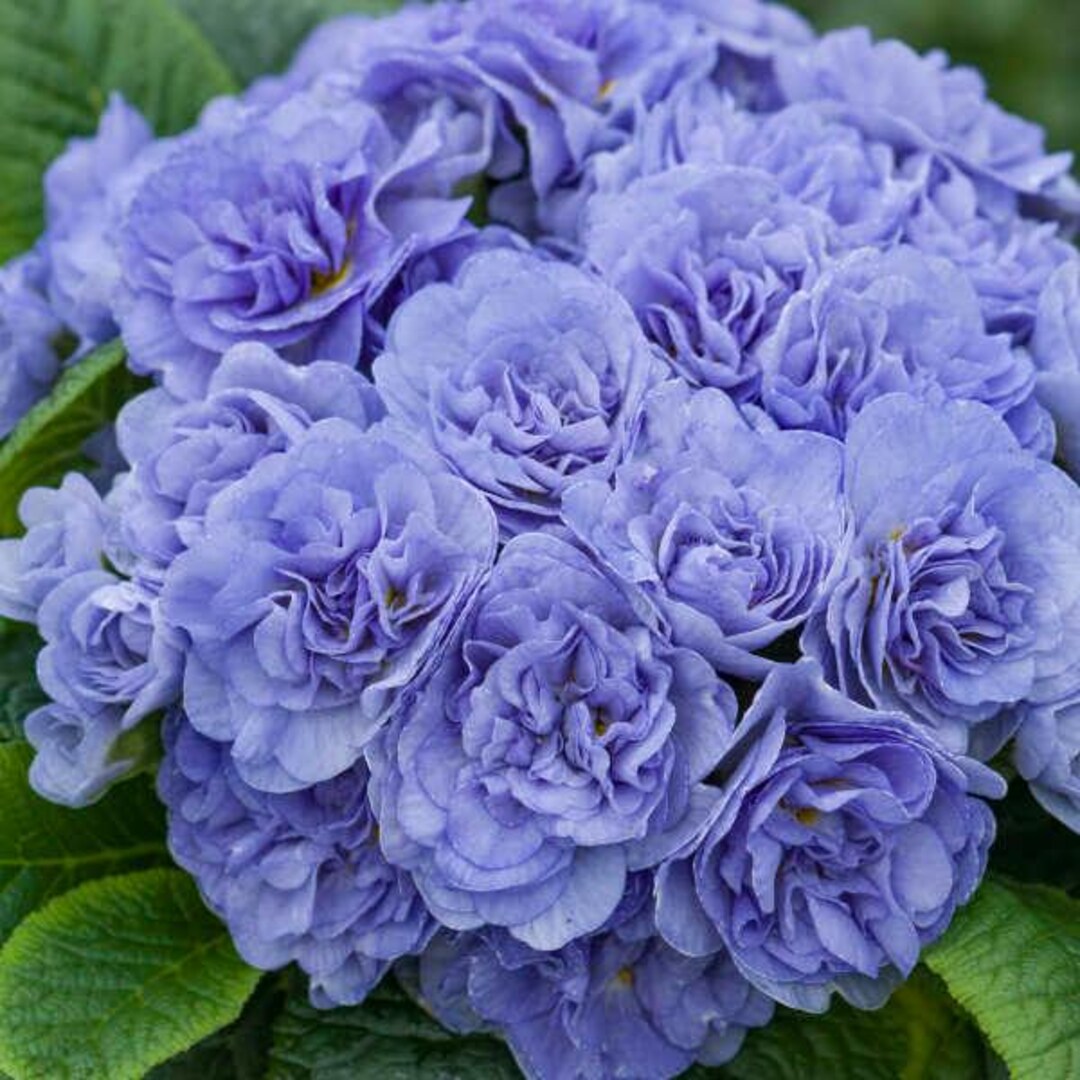 Primrose 'watercolour Blue’- Masses of Large, Rose-like Fragrant ...