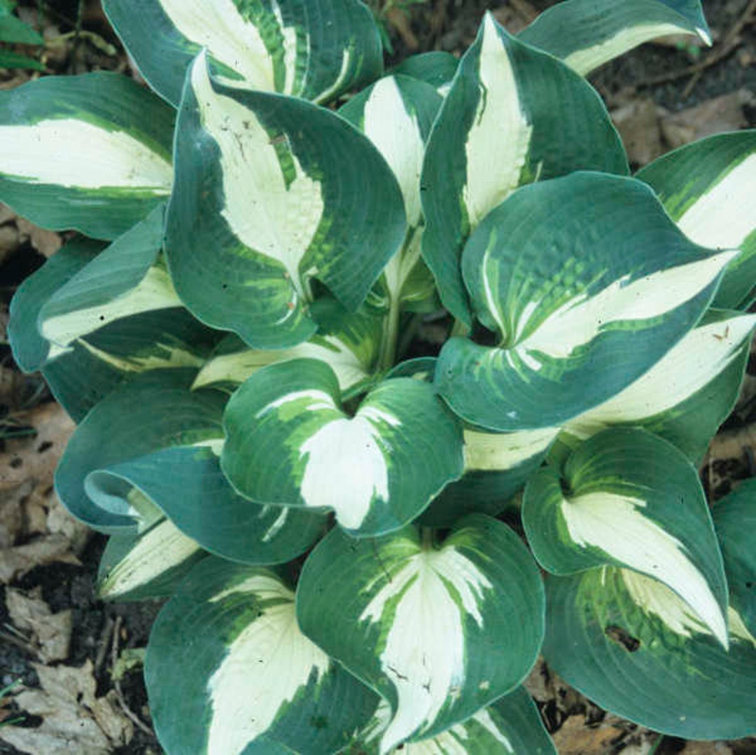 Hosta Half & Half Dwarf Pure White centered Variegated Hosta - Etsy ...