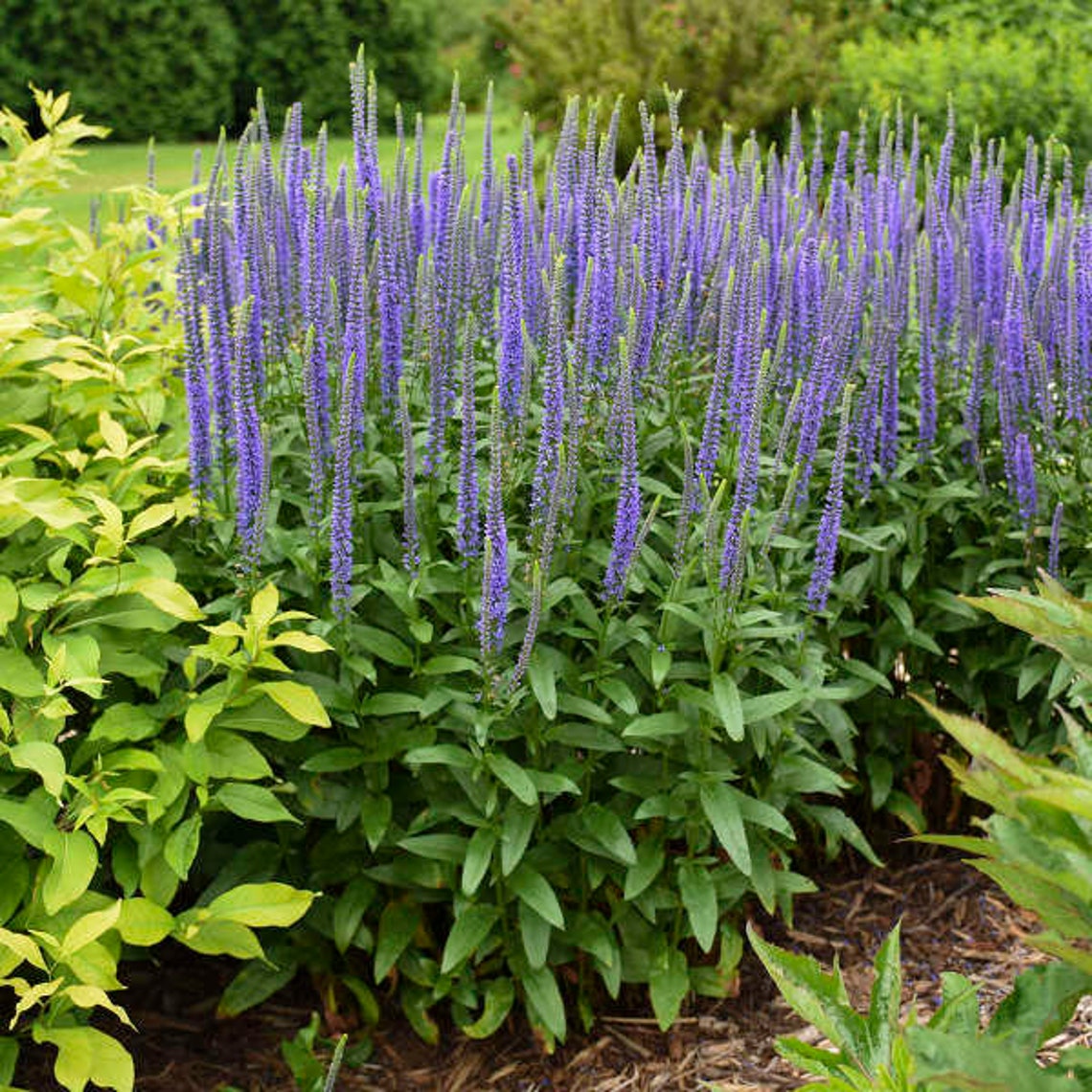 Speedwell ‘blue Skywalker’ Sky Blue Paintbrush-like Flowers on Long ...