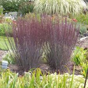 Grass Little Bluestem ‘blue Paradise’ Silvery Blue Leaves With Deep ...