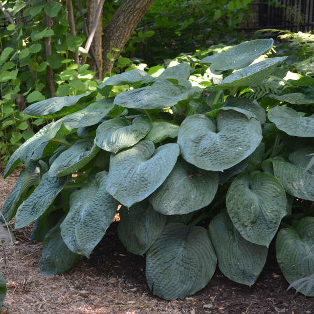 Hosta 'elegans' Giant Blue-green Heart Shaped Leaves Are Thick Puckered ...