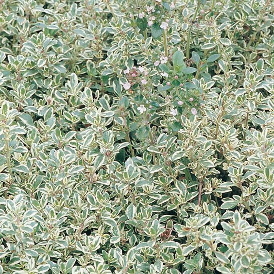 Creeping Thyme 'silver Edge'-fragrant Evergreen Leaf Silver Edges, Pink ...
