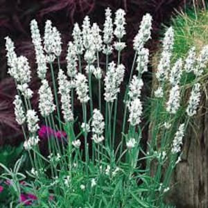 Lavender 'exceptional' Fragrant White Flowers & Foliage!- Lavendula ...