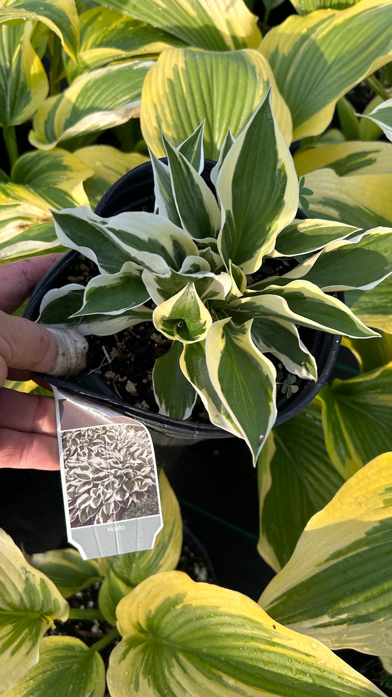 Hosta 'patriot' Large Green Leaves With Pure White Variegated Margin ...