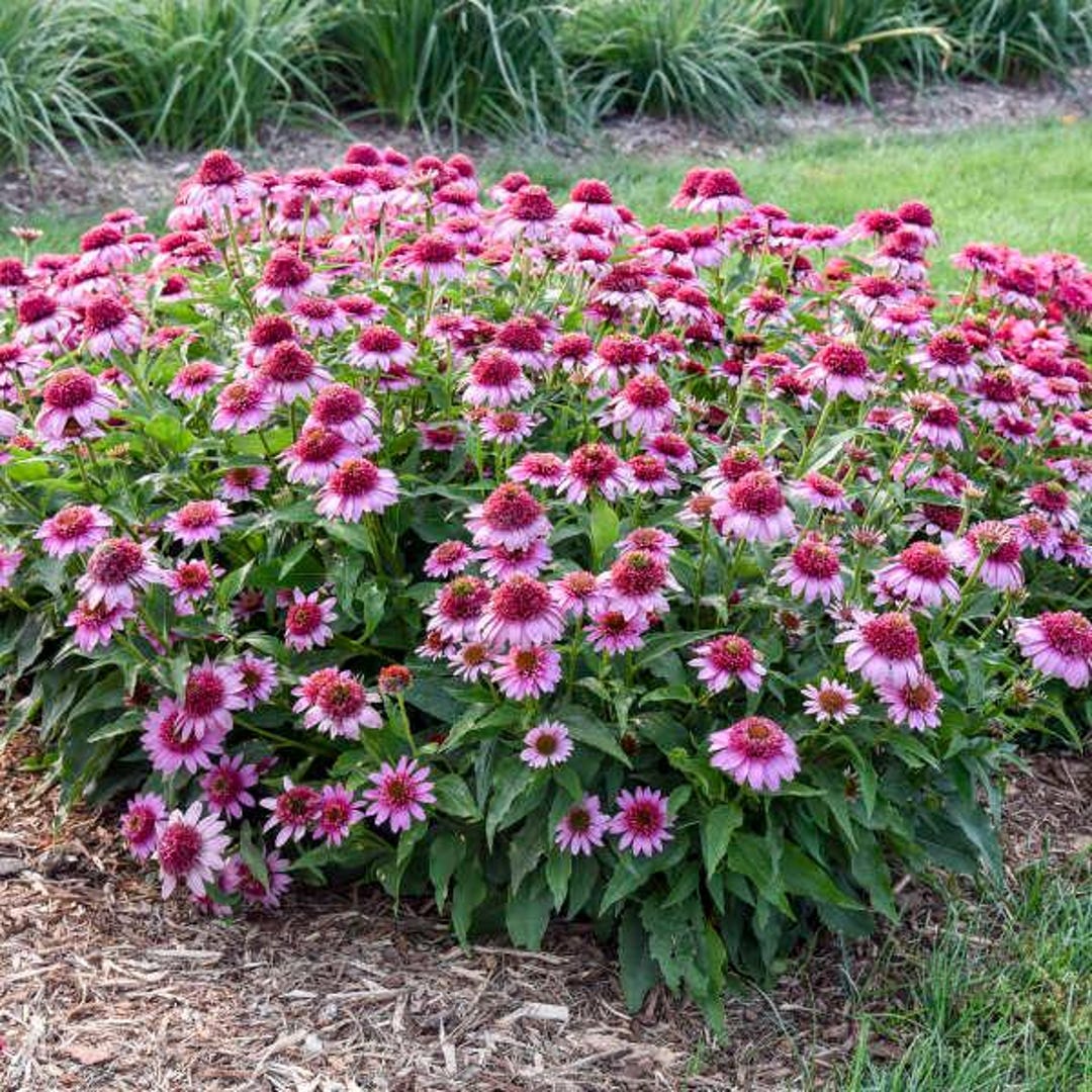 Coneflower Double ‘everything’s Rosy’ Double Rose-pink Pom-pom Type ...