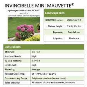 Smooth Hydrangea invincibelle Mini Mauvette Huge Mauve-pink on a Petite ...