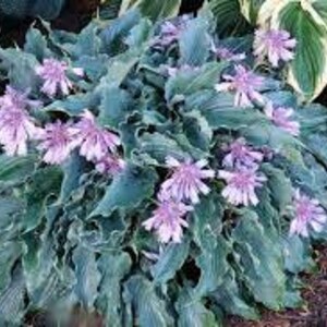 Hosta ‘waterslide’ - Ride the Blue Waves! - Blue Hosta - Perennial - Etsy