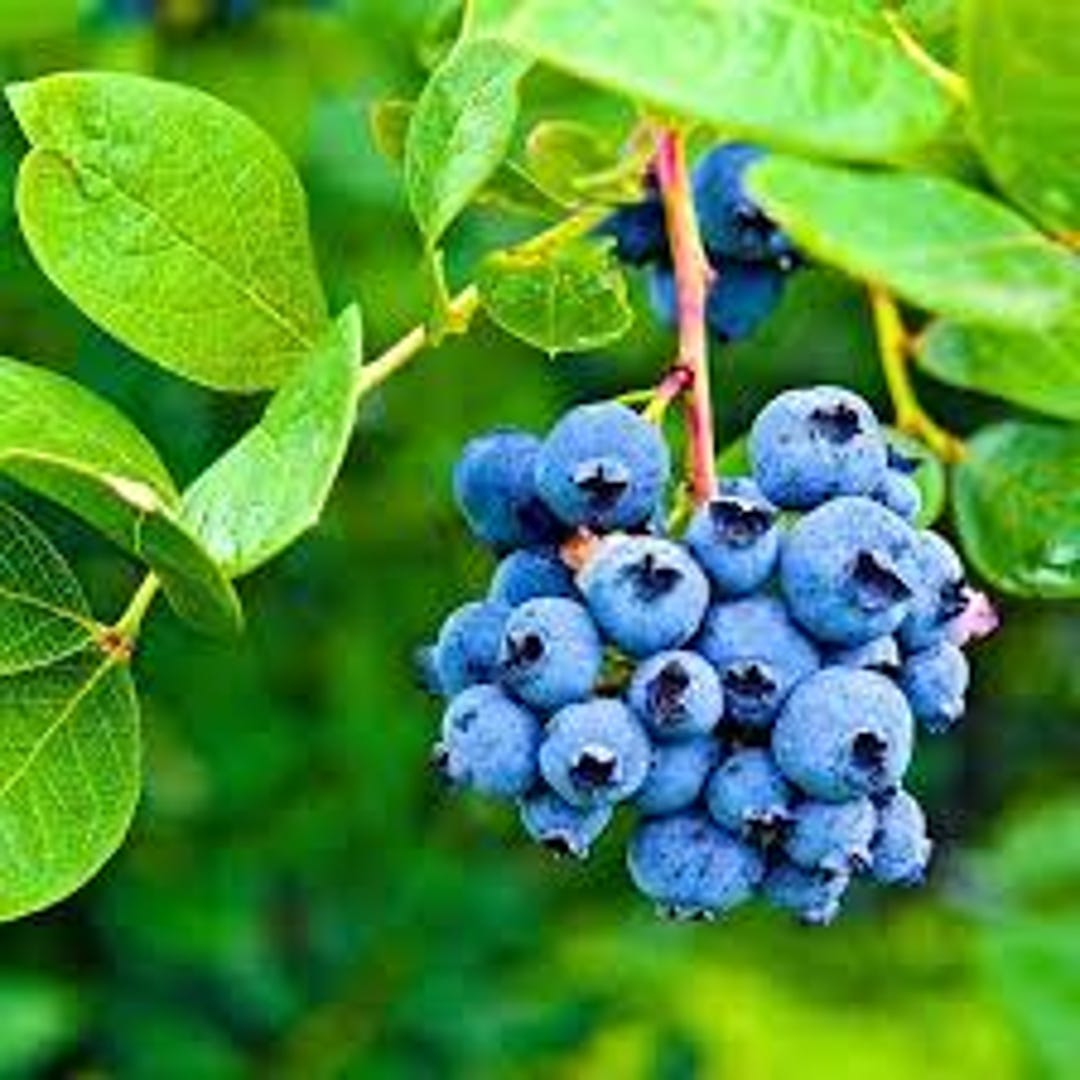Blueberry Bush ‘biloxi’ Large, Sweet Firm Blueberries, a Very Popular ...