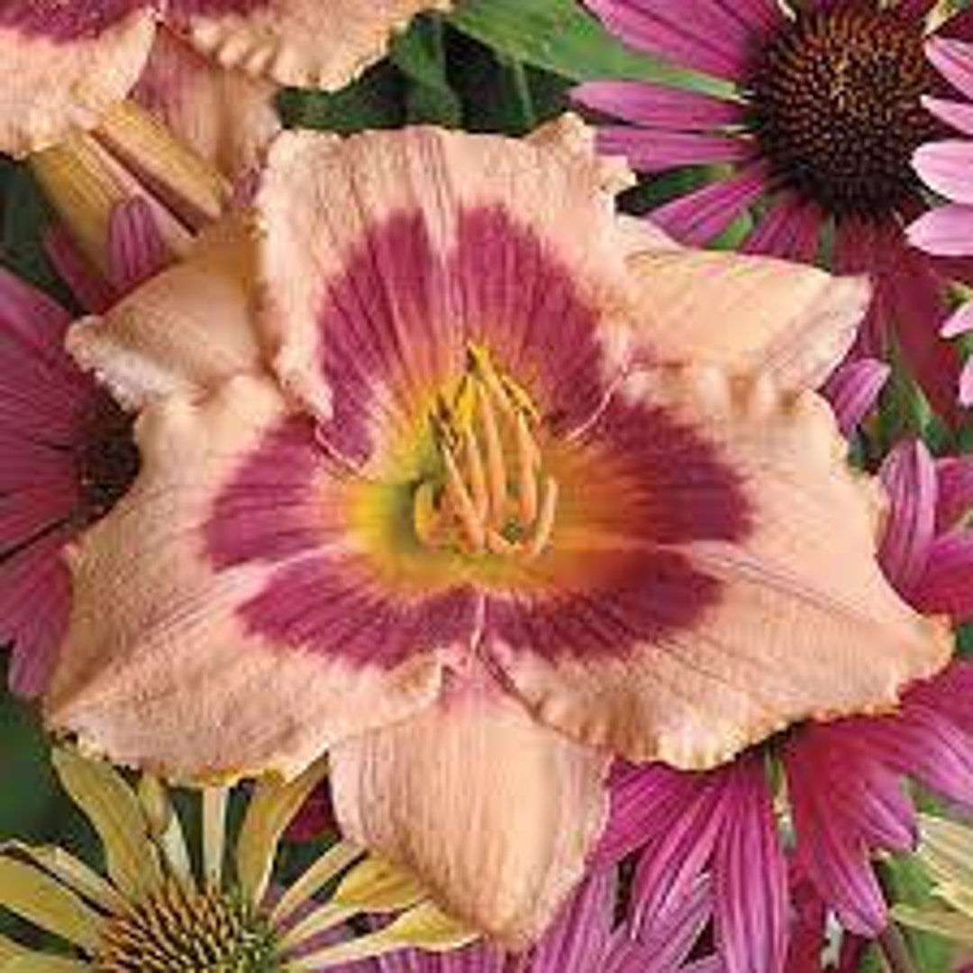 Daylily 'wineberry Candy 5 Fragrant, Pink-peach Flowers With a Wine ...