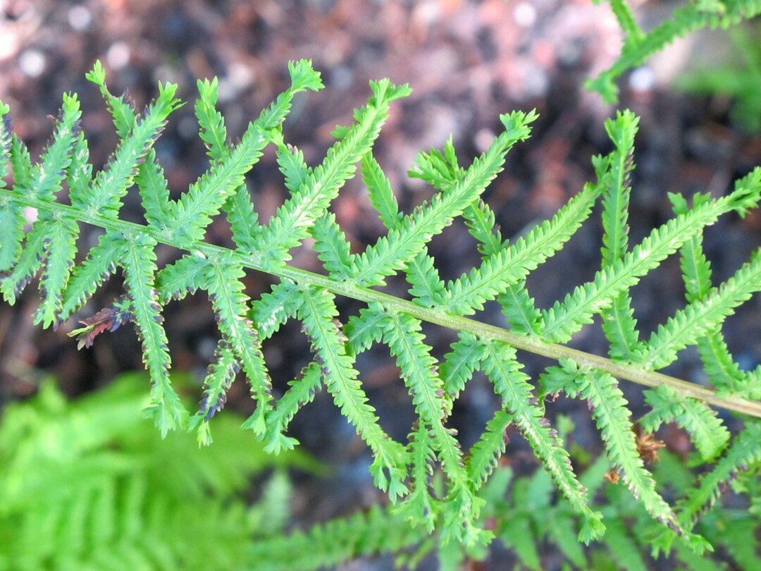 Fern Lady ‘victorian’ - Cascading Dark Green Crested Fronds With a ...