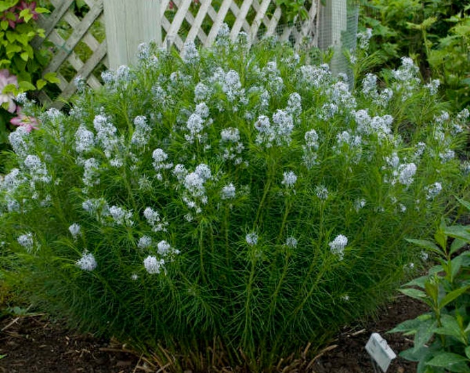 Amsonia 'string Theory' Blue Star Live Native Perennial Plant - Etsy