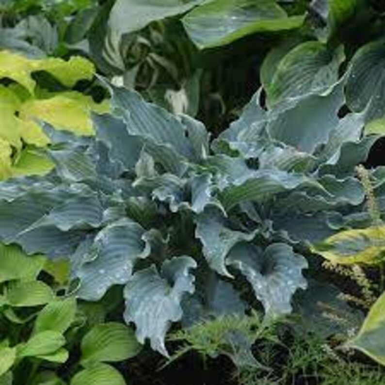 Hosta ‘waterslide’ - Ride the Blue Waves! - Blue Hosta - Perennial - Etsy