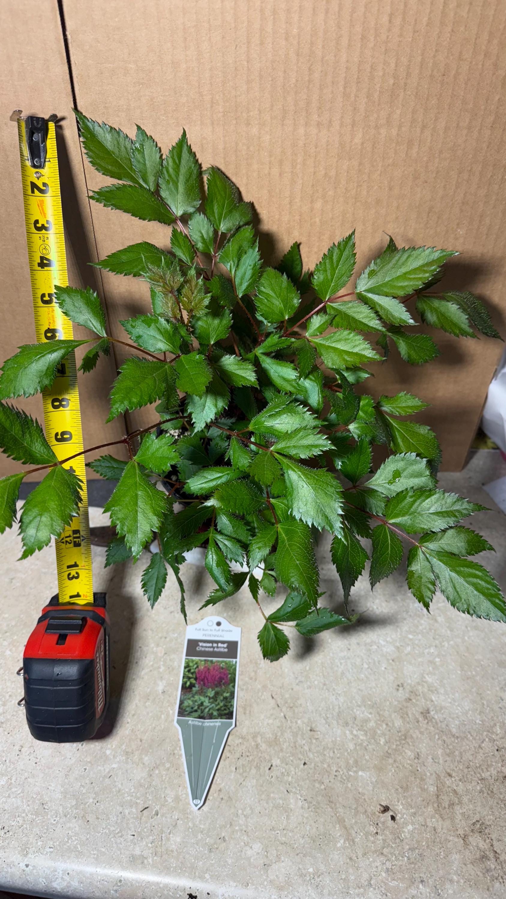 False Spirea ‘vision in Red’ Dark Red Stems Hold Deep Red Buds That ...